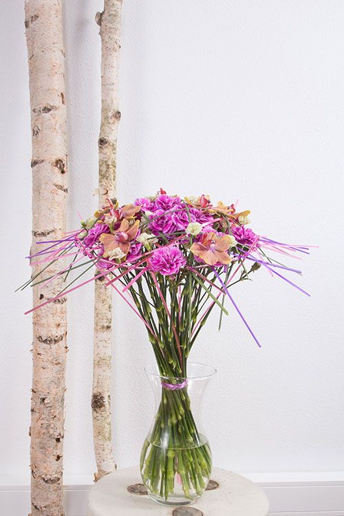 Home - Dianthus Flowers